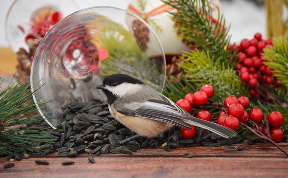 Christmas chickadee Stock Photo by suemini8 | PhotoDune