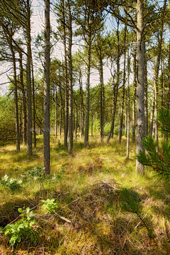 Pine trees in Denmark Stock Photo by YuriArcursPeopleimages | PhotoDune
