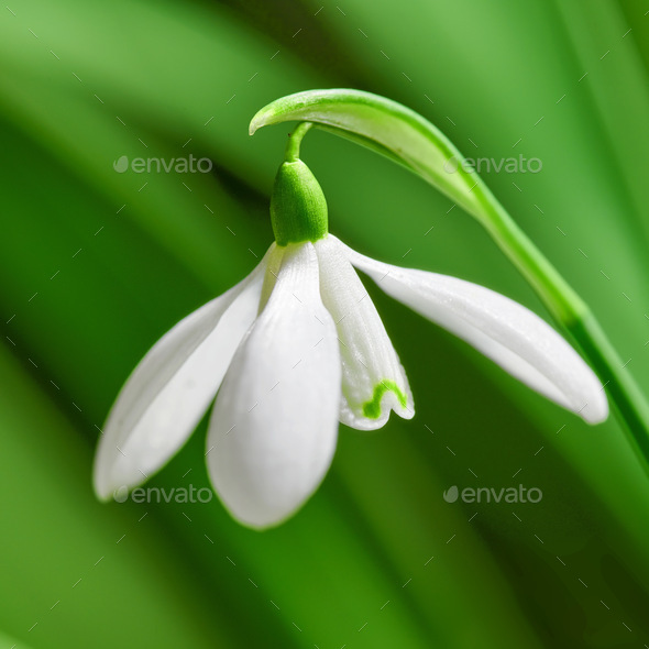 Common snowdrop - Galanthus nivalis Stock Photo by YuriArcursPeopleimages