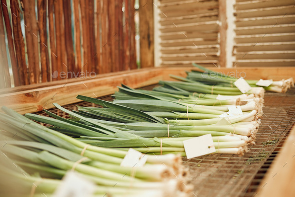 Farm, agriculture and spring onions in the green farming and ...
