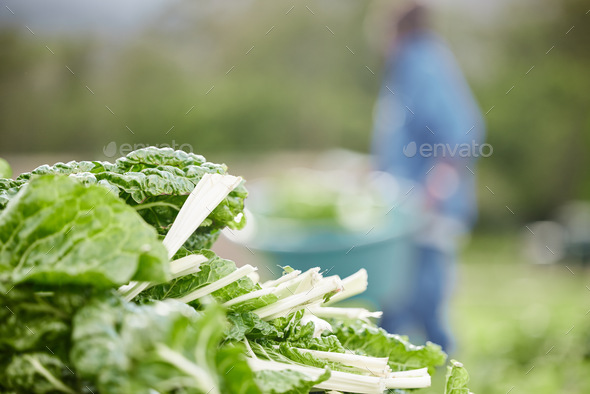 Countryside spinach leaf farm in spring harvest, bokeh background, zoom ...
