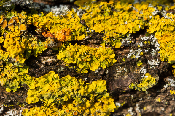 Lichen texture tree. Stock Photo by Anuta1988 | PhotoDune