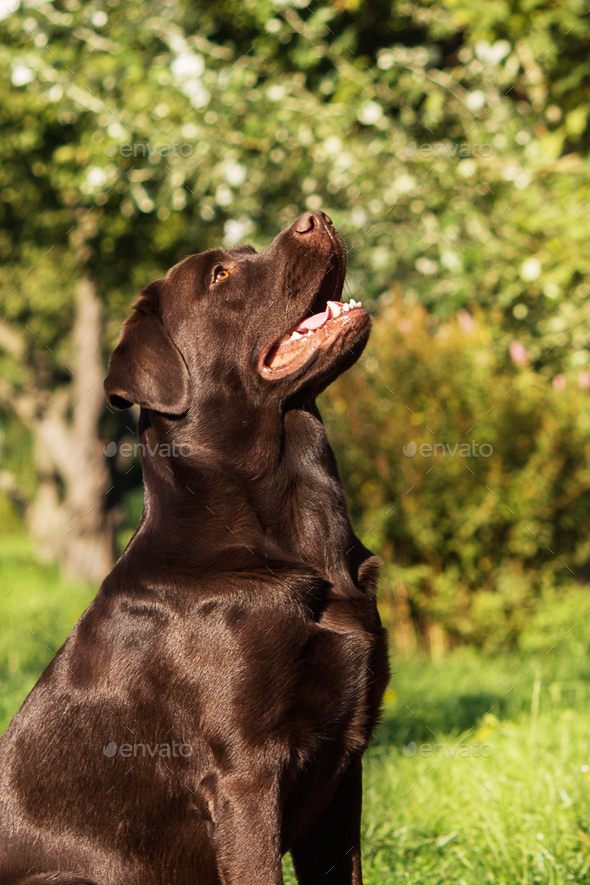 Labrador Retriever Dog breed on the field. Dog running on the green ...