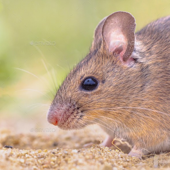 Wood Mouse in Natural Environment with Plants Stock Photo by ...