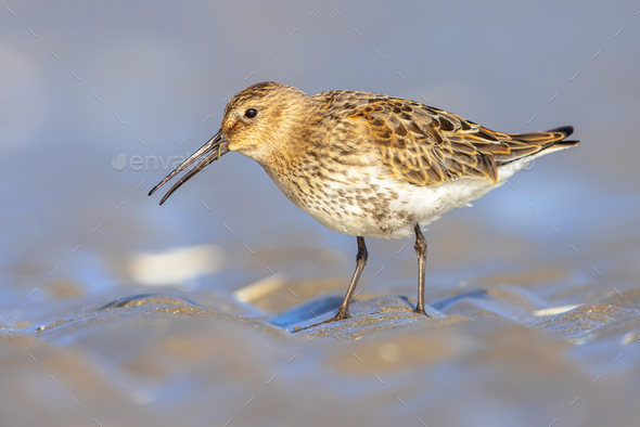 Dunlin wader bird on beach during migration Stock Photo by ...