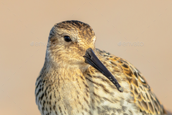 Dunlin wader bird on beach during migration Stock Photo by ...