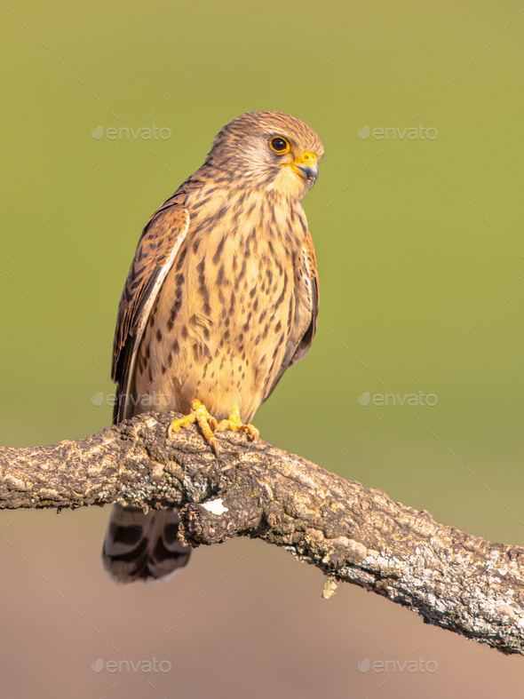 Female Lesser Kestrel in breeding colony in Spain Stock Photo by ...