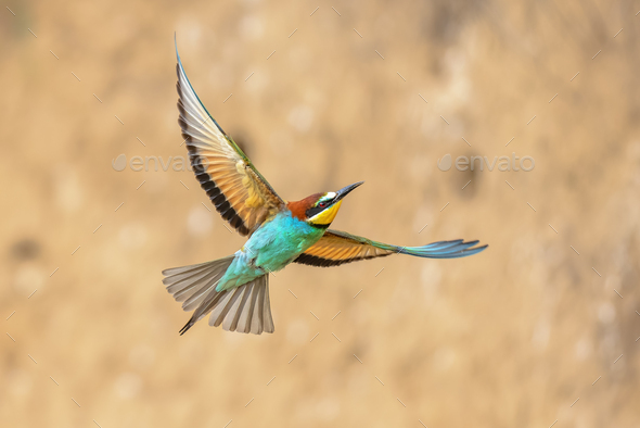 Bee Eater flying on blurred background Stock Photo by CreativeNature_nl