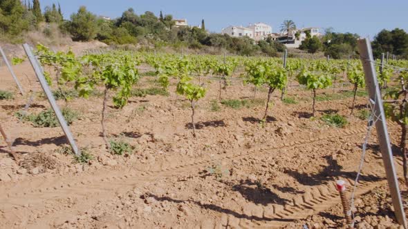 Grape Field Spain 2021, Stock Footage | VideoHive