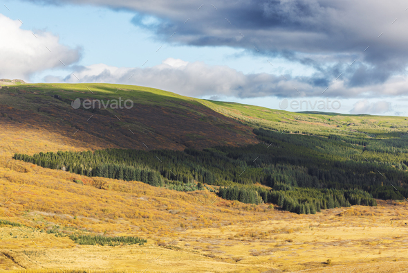 Iceland inland covered in forest and grass fields turning yellow in ...