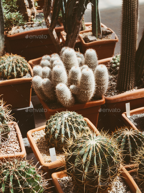 Large collection of cacti. Various types of beautiful cacti and ...