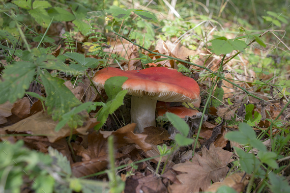 Russula rosea, known as rosy russula, common brittlegill wild mushroom ...
