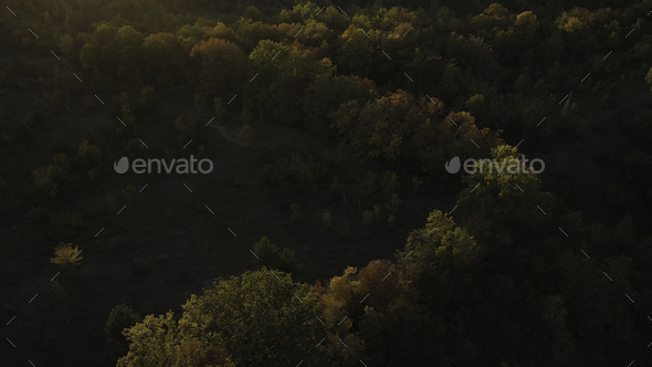 Aerial view of the green field with trees under the golden sun in the ...