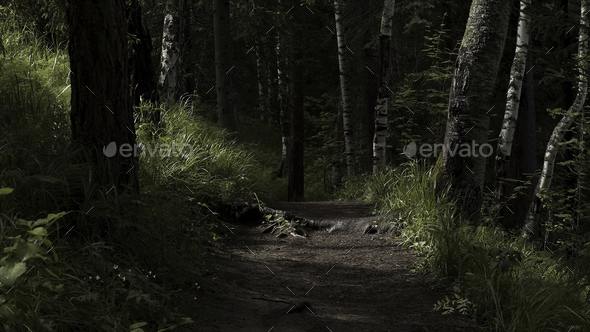 Beautiful magic path in woods with green grass and tree trunks growing ...