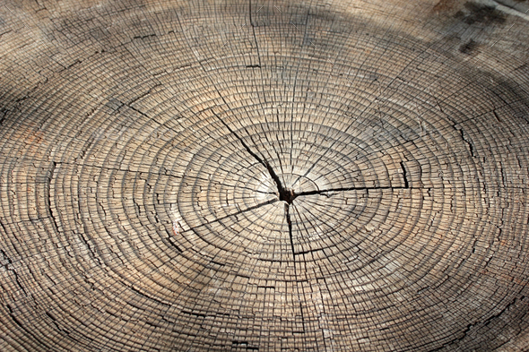 Tree rings texture background Stock Photo by safakc1 | PhotoDune