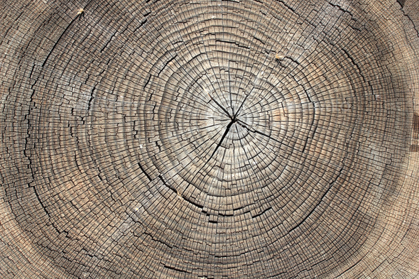 Tree rings texture background Stock Photo by safakc1 | PhotoDune