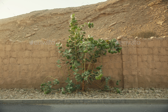 Calotropis procera tree with mud wall Stock Photo by iiMOHAMMEDii ...