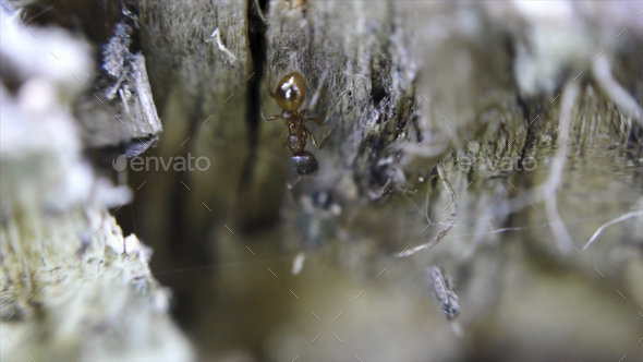 Beetle and ants macro view. Clip. Ants running around near hole in ...