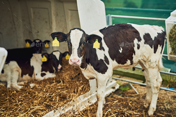 Fresh produce. High angle shot of calves on a dairy farm. Stock Photo ...