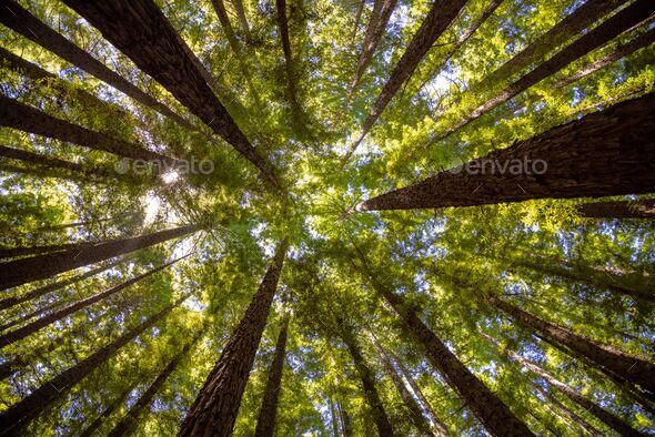 Low angle shot of tall tree trunks with sunlight in the redwood forest ...