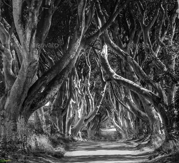 Grayscale shot of a narrow pathway through a creepy forest with big ...