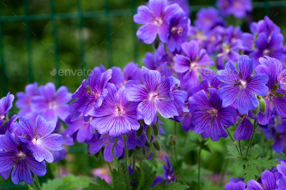 Gorgeous purple bohemian geranium. Lilac geranium flowers in the ...