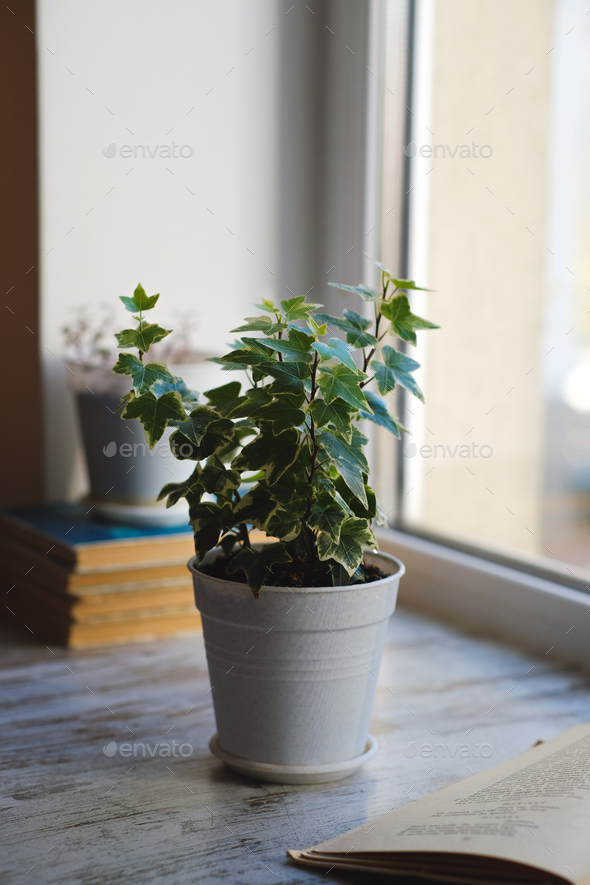 Potted climbing plant Hedera Helix. Greenery at home in female hands ...