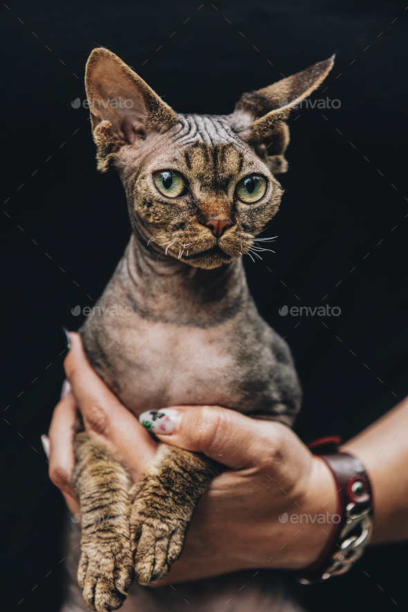 Curious Playful Funny Cute Beautiful Devon Rex Cat Looking At Camera ...