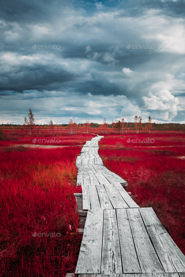 Colored Dramatic Sky Above Fantasy Swamp. Bright Dark Blue Dramatic Sky ...