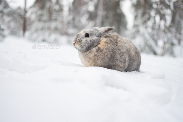 Curious Winter Bunny in winter snowy forest. Stock Photo by nikolast1