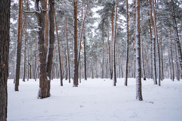 Snowfall in the forest, magical snowy forest in winter. Stock Photo by ...