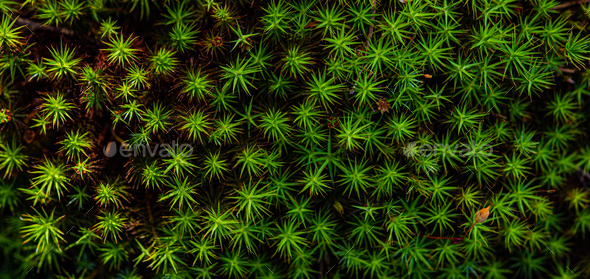 green moss macro close up pattern wallpaper structure herb Stock Photo ...