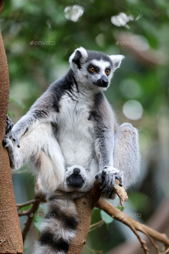 Ring Tailed Lemur (Lemur Catta) close up shot Stock Photo by Edwin-Butter