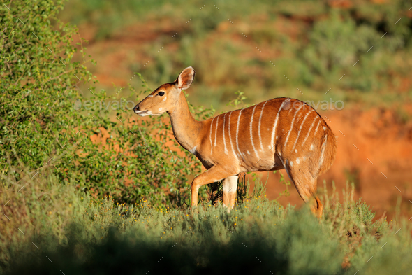 Nyala antelope in natural habitat Stock Photo by EcoSound | PhotoDune