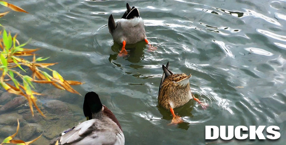 Ducks, Stock Footage | VideoHive