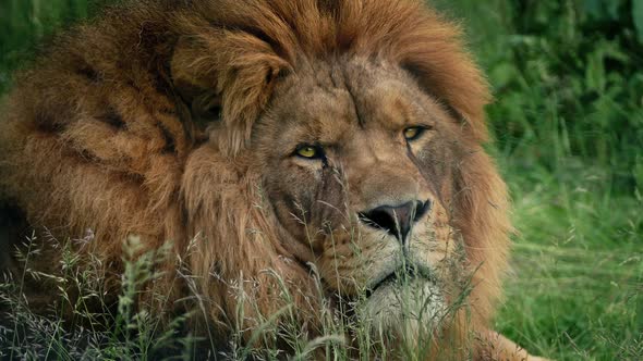 Lion Turns Around, Stock Footage | VideoHive
