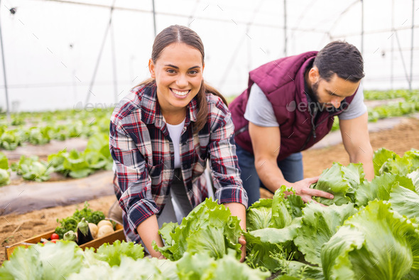 Couple farming agriculture, greenhouse lettuce and sustainability ...
