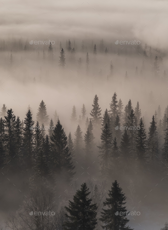 High angle view of an evergreen forest covered in fog - a cool picture ...