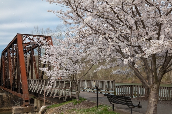 Cherry trees in full spring bloom at Hazel Ruby McQuain Park in ...