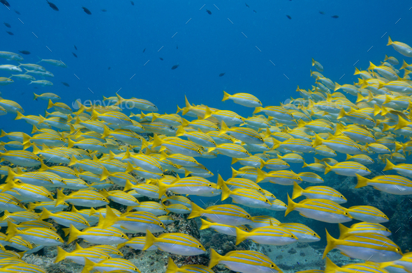 School of Bengal snapper fish in the sea Stock Photo by wirestock ...