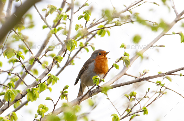 Robin in natural habitat Stock Photo by wirestock | PhotoDune