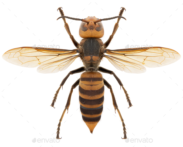 Vespa mandarinia japonica Stock Photo by wirestock | PhotoDune