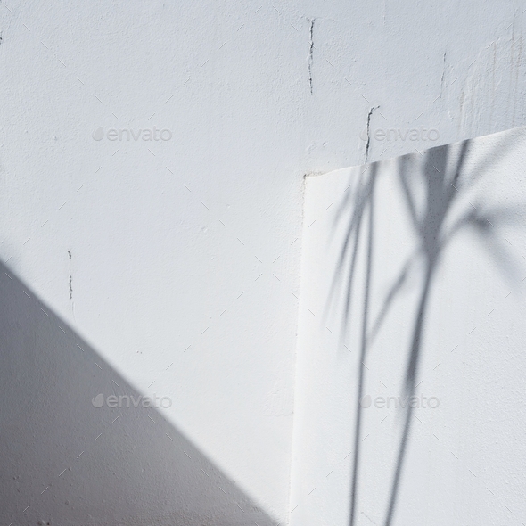 White wall with plant shadows on it - a cool picture for backgrounds ...