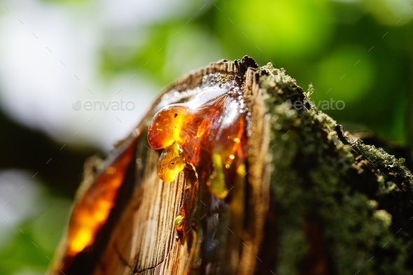 Closeup shot a tree sap stuck in a woodcut with a blurry background on ...