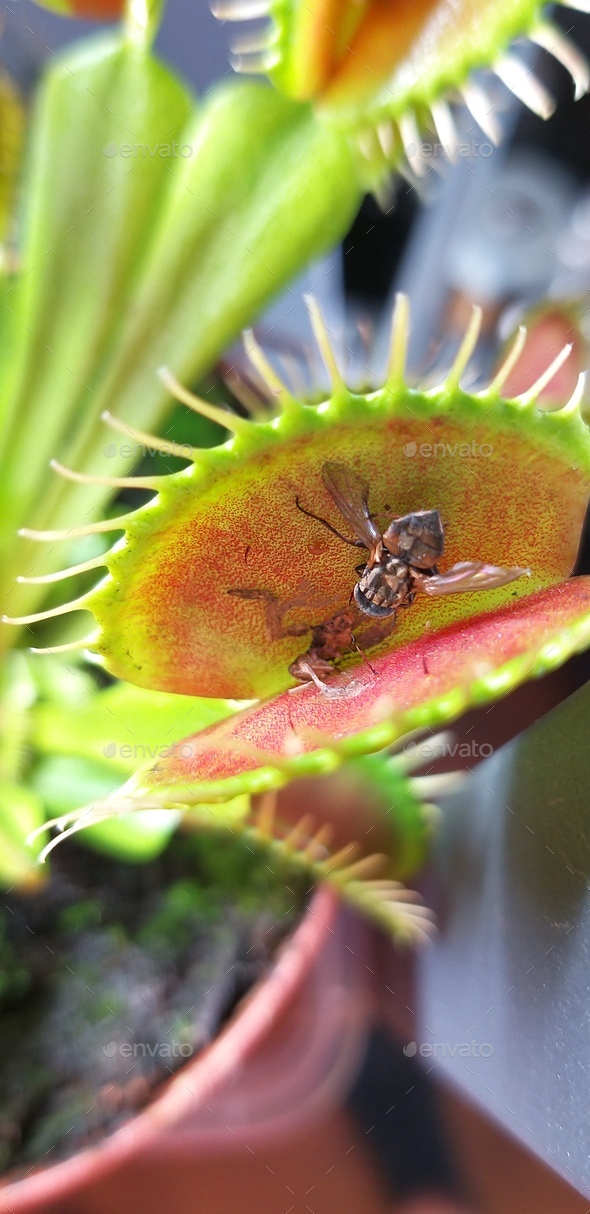 Carnivorous plant that traps insects is also call a venus flytrap Stock ...