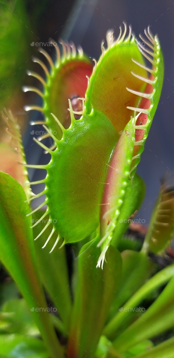 Carnivorous plant that traps insects is also call a venus flytrap Stock ...