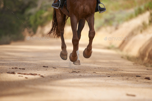 Exploring the wild together. Cropped view of a horse galloping with its ...
