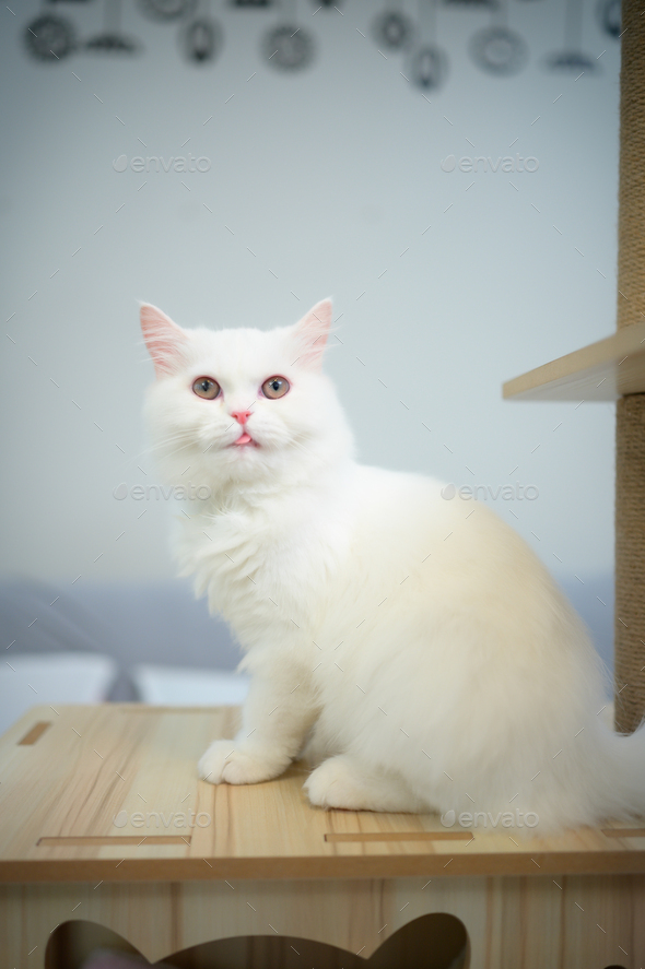 Persian cat one of the most popular breeds of attractive cats. Stock ...