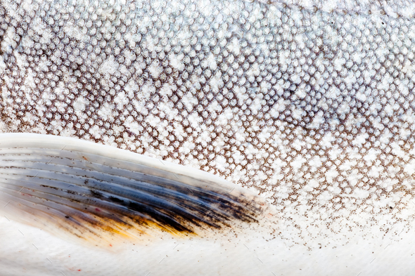 Skin pattern Lake Trout Salvelinus namaycush Stock Photo by pilens