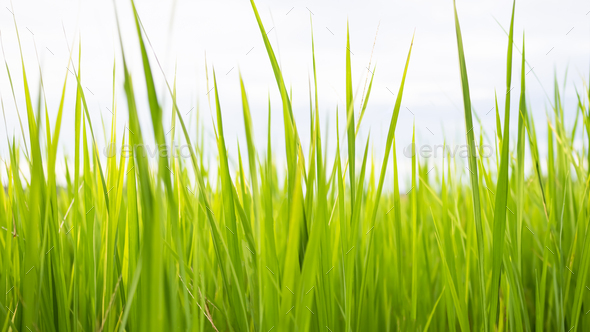 Jasmine Rice Plant with Blue Sky Background,Orgarnic Rice Tree Stock ...